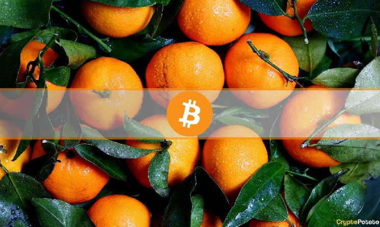 Orange Prices Are Up Since 2020 by About as Much as Bitcoin